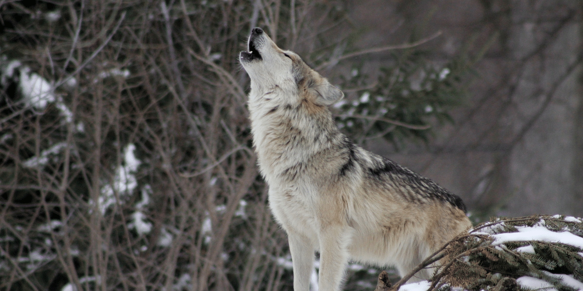 Michigan Gray Wolves Remain on List of Endangered Species | WGRT