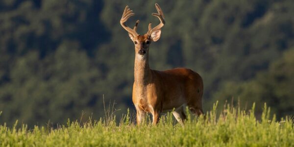 New Deer Hunting Regulations For Michigan 2023-2025 Seasons | WGRT